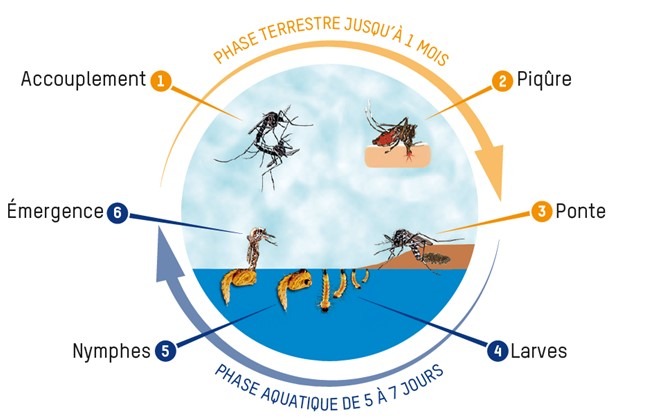 Cycle_moustique_source_IDE_Mediterranée – Victoria Parc Résidence