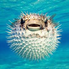 poisson diodon – Victoria Parc Résidence